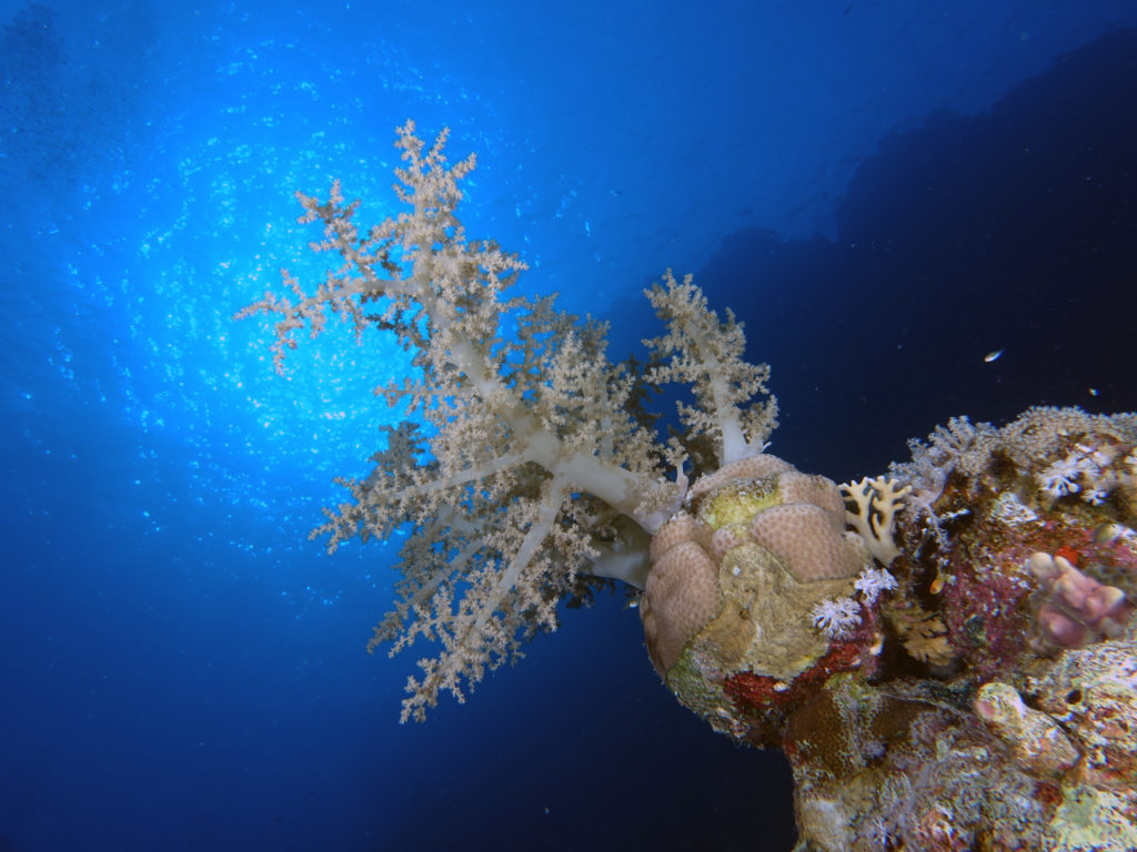 Wieder Delfin Glück im Norden - Blue Water Dive Resort