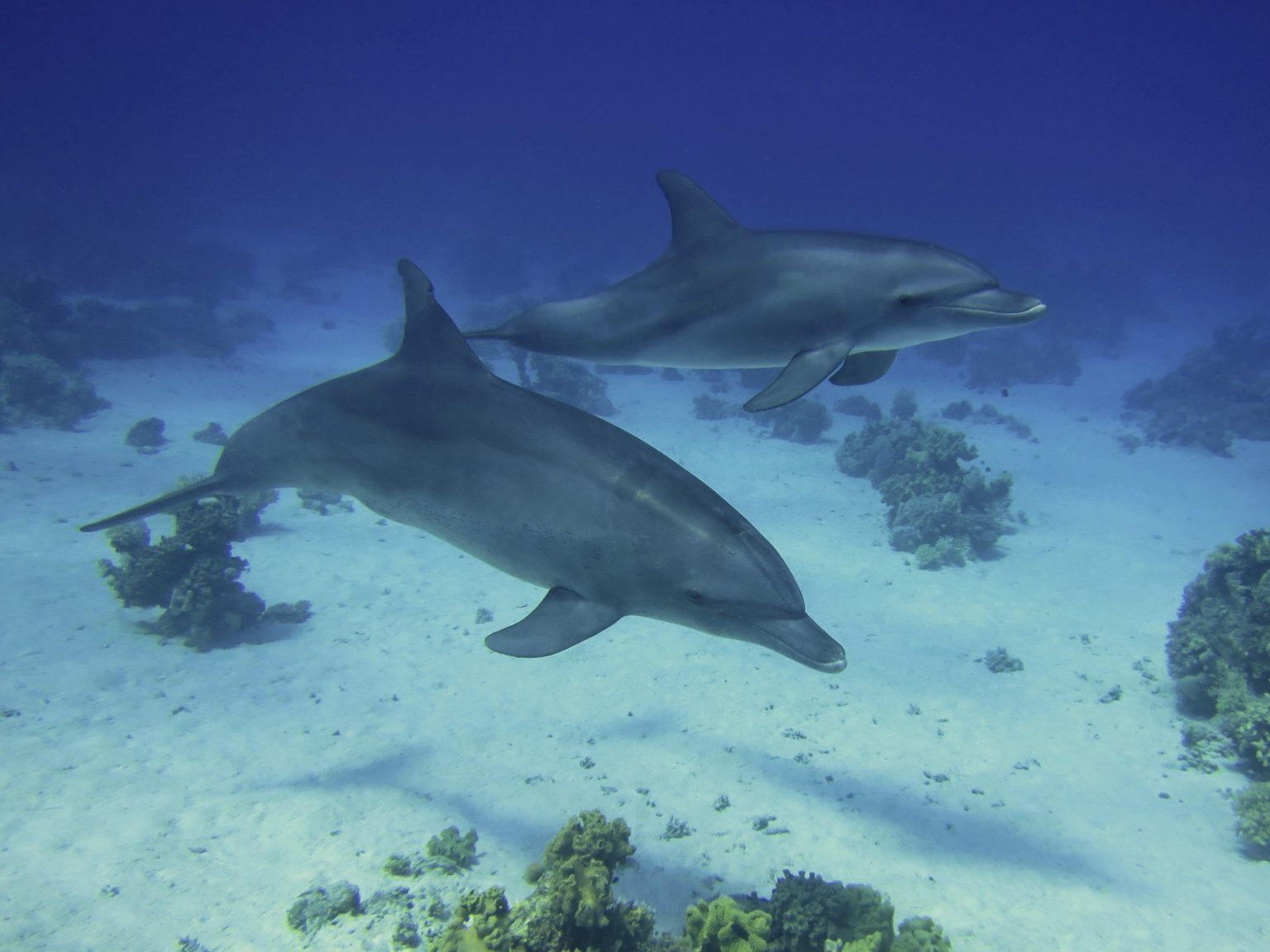 Wracktauchen und Mama und Baby Delfin - Blue Water Dive Resort