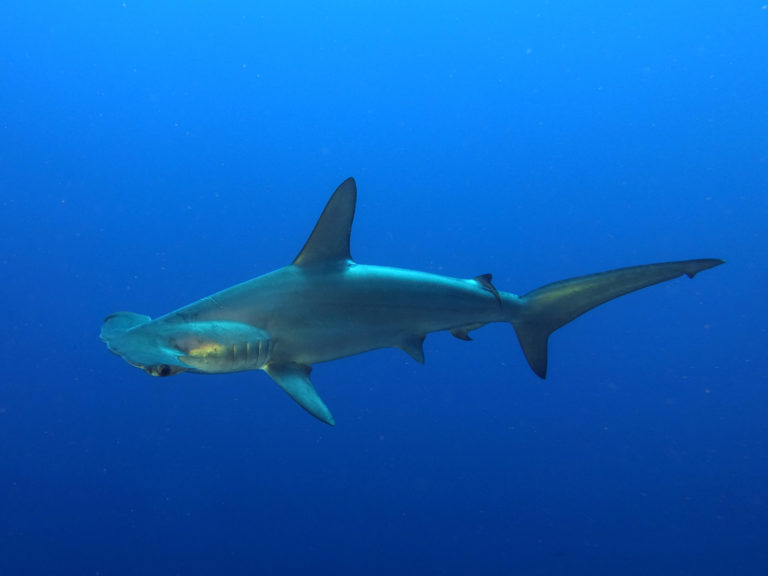 Ein Hammerhai kam zu Besuch in Abu Hashish - Blue Water Dive Resort