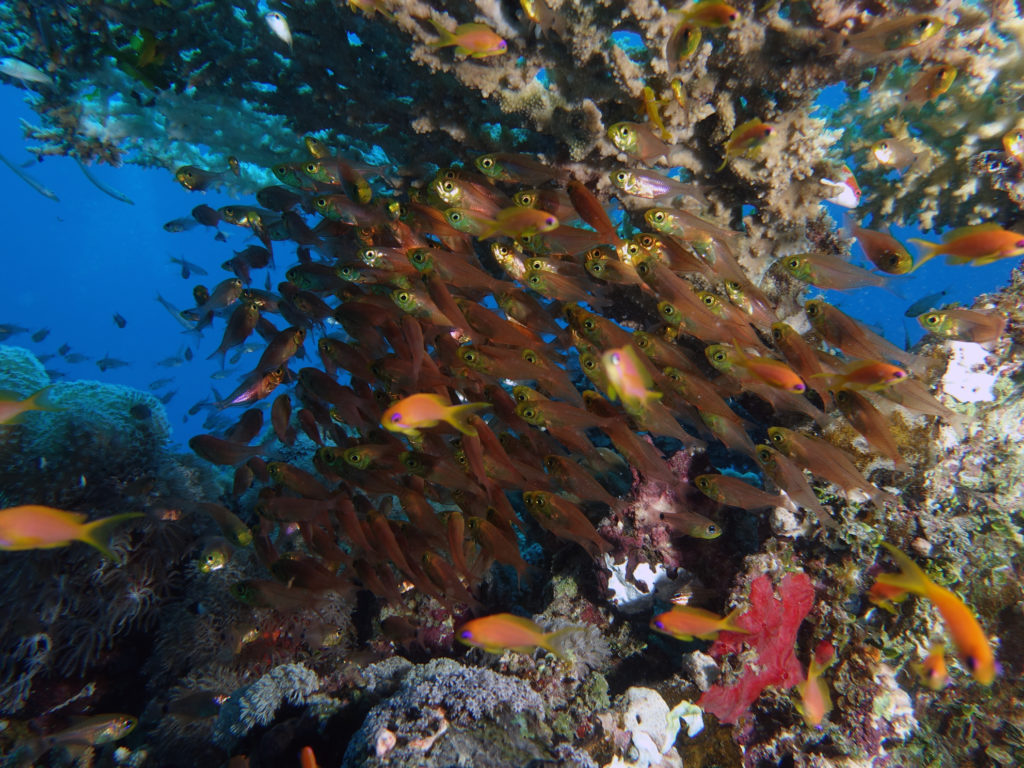 Heute gab es richtig viel zu feiern - Blue Water Dive Resort
