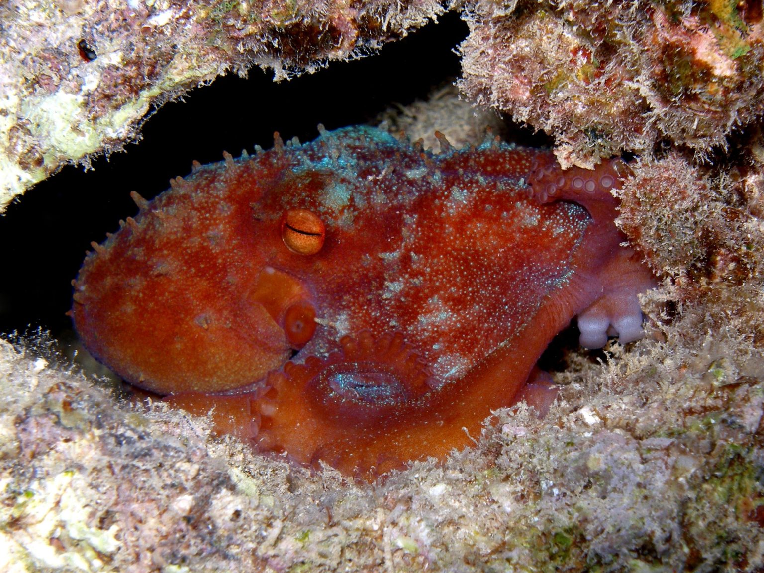 Ein Oktopus hält die Stellung in seinem Block - Blue Water Dive Resort