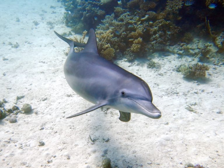 Mit Delfin Begleitung zum Carless Reef - Blue Water Dive Resort