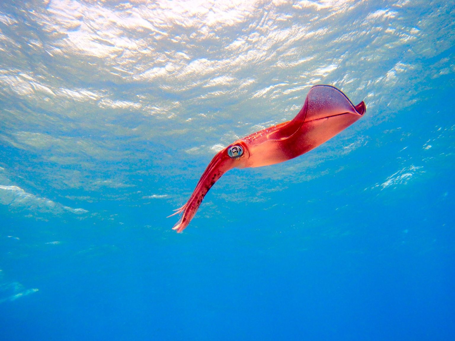 Kalmare schwebten unter der Wasseroberfläche - Blue Water Dive Resort