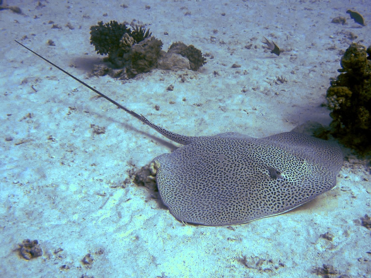 Besuch bei den Rochen zum Urlaubsabschluss - Blue Water Dive Resort