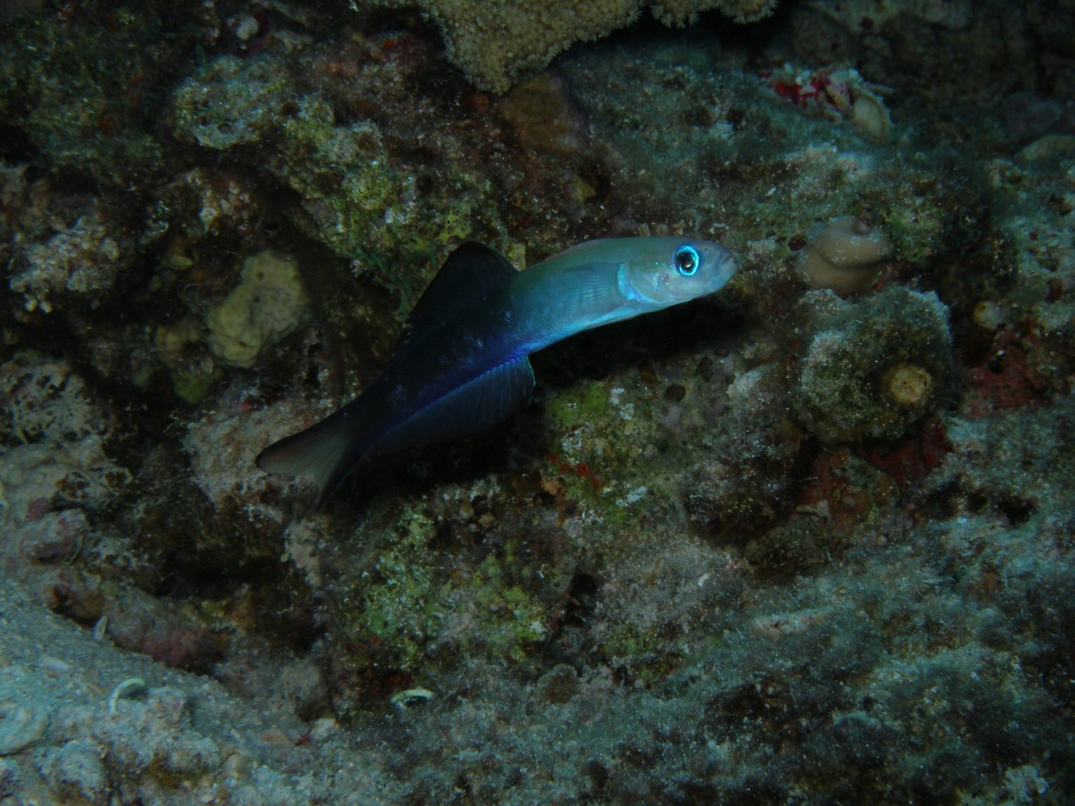 Erkunde die schönen Riffe - Blue Water Dive Resort