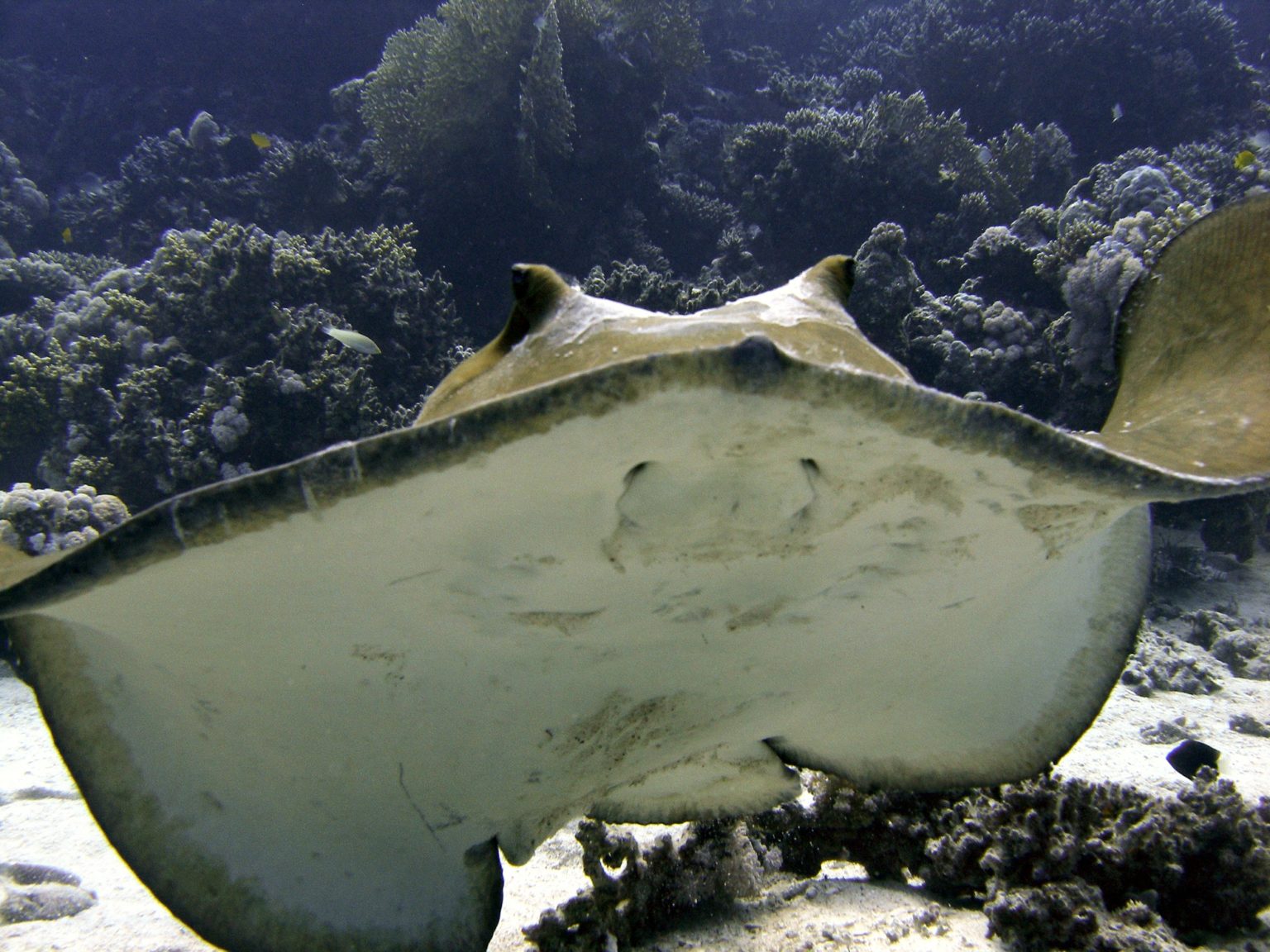 Rochen, Rochen, Rochen und ein Tauchkurs - Blue Water Dive Resort