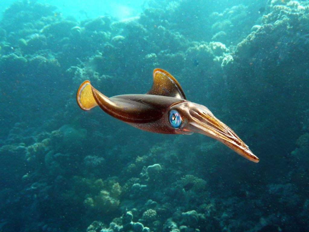 Ein rundum gelungener und schöner Tag - Blue Water Dive Resort