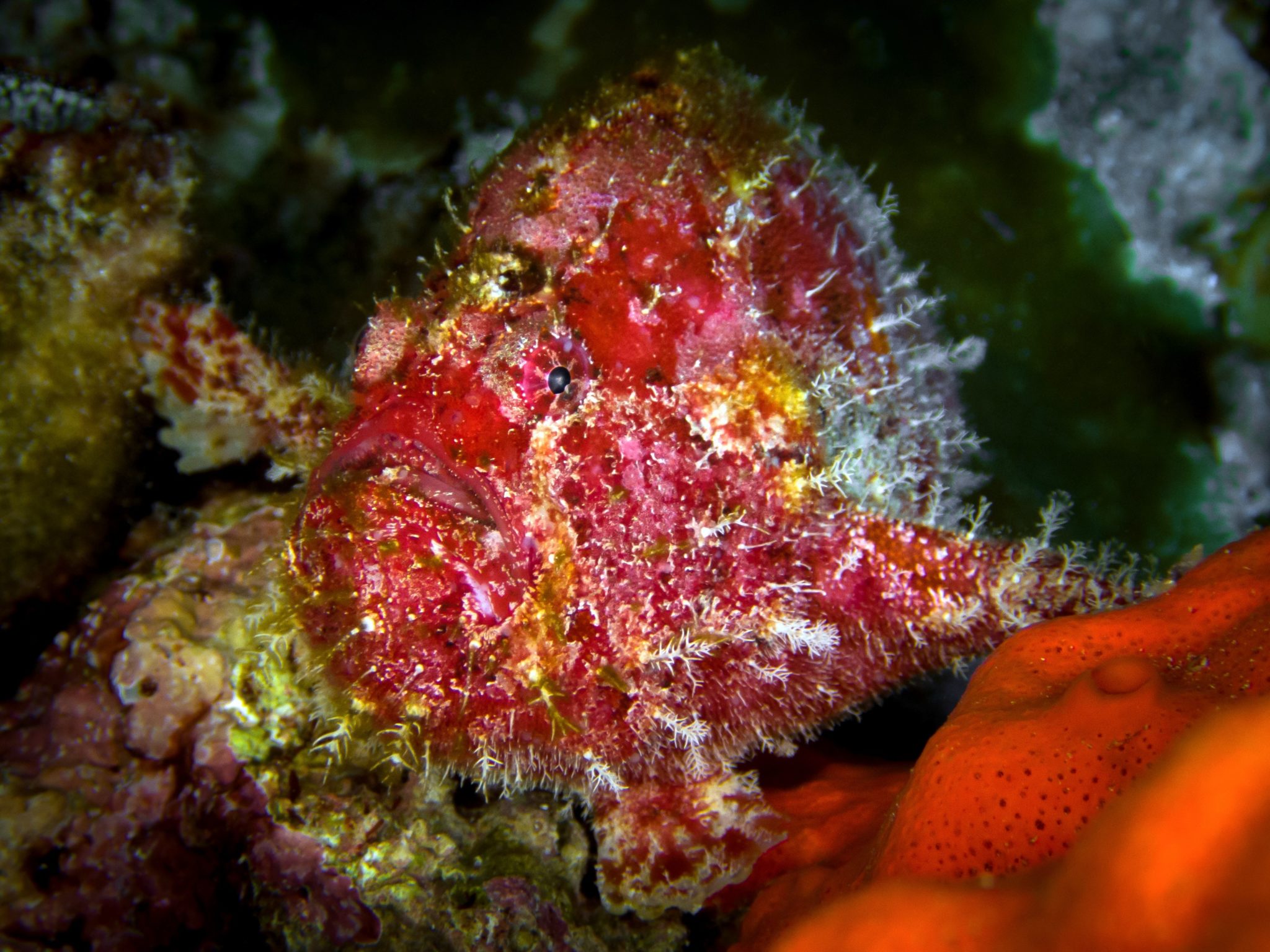 Der September kommt – Unser Rückblick - Blue Water Dive Resort