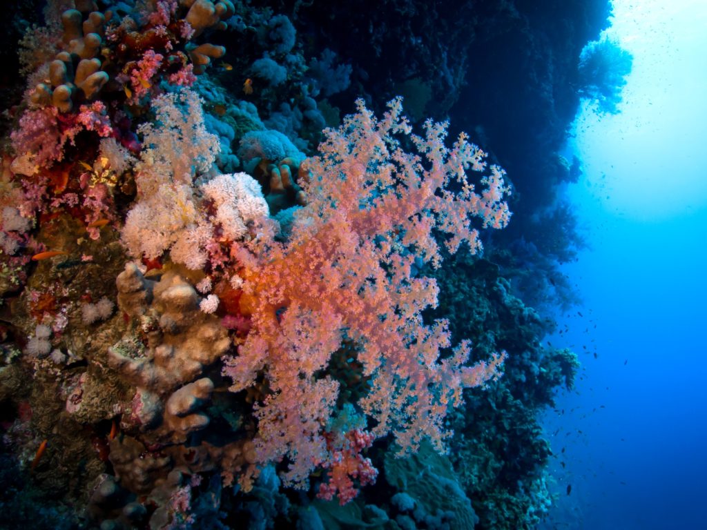 Wie ein ICE rauschten wir am Riff entlang - Blue Water Dive Resort