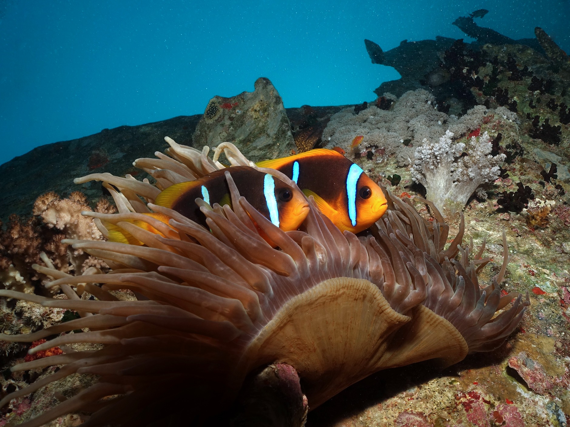 Traumhafte Korallenlandschaft am Carless Reef - Blue Water Dive Resort