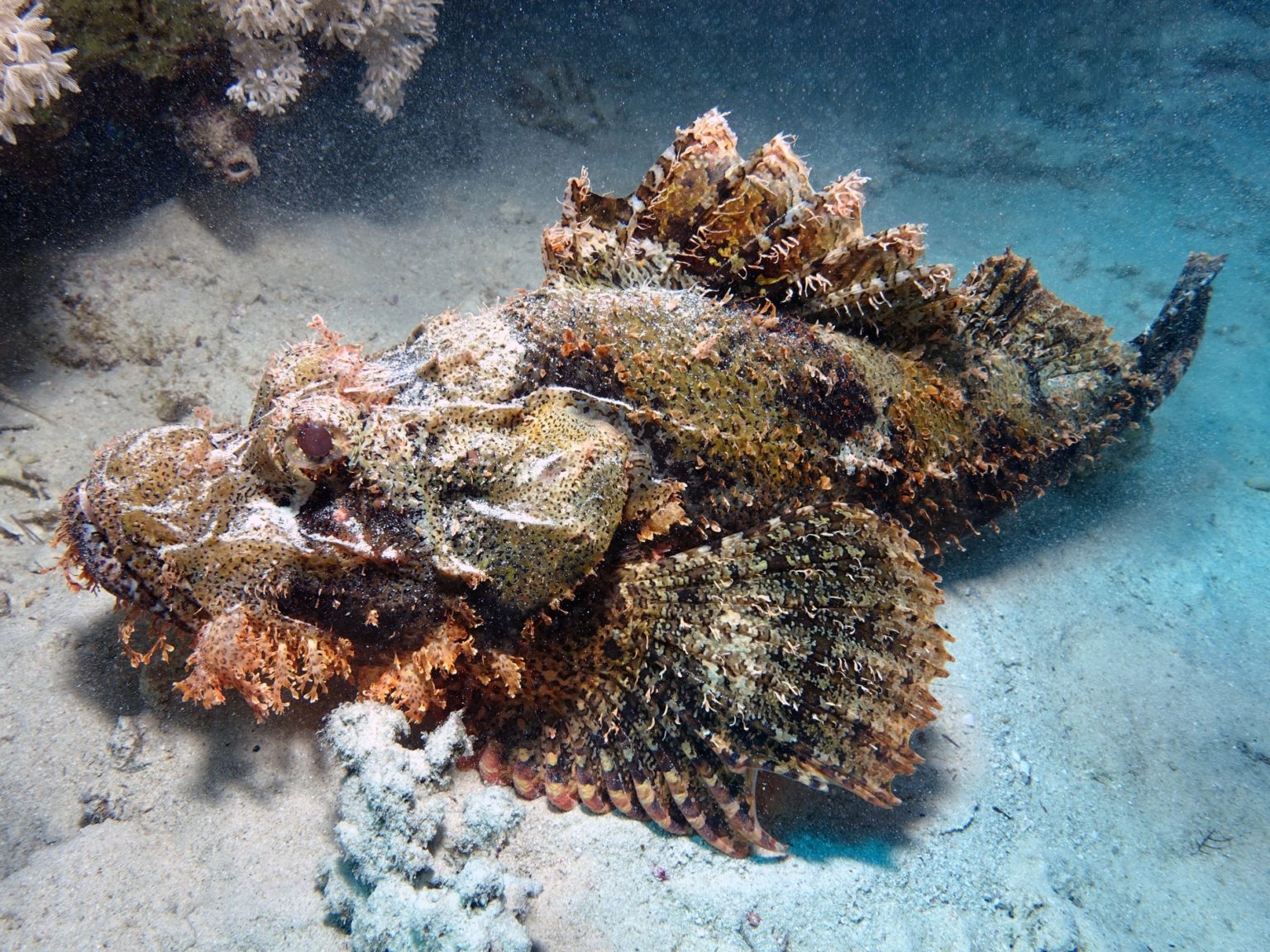 Perfektes Wetter für Wracks und Riffe - Blue Water Dive Resort