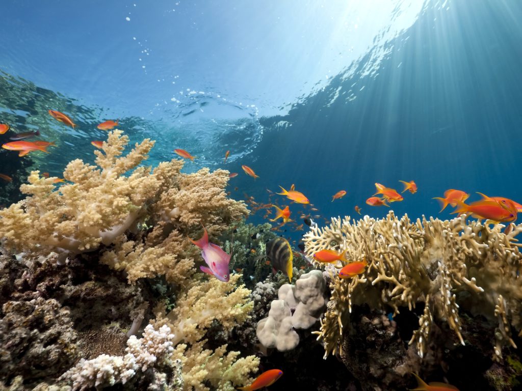 Das Riff glitzerte im silbernen Licht - Blue Water Dive Resort