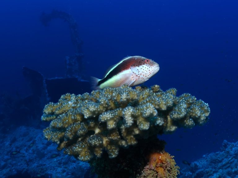 Unser Überblick über die erste Februarwoche - Blue Water Dive Resort