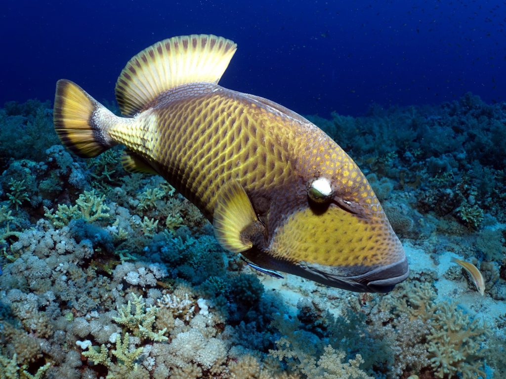 Besuch beim legendären Carless Reef - Blue Water Dive Resort