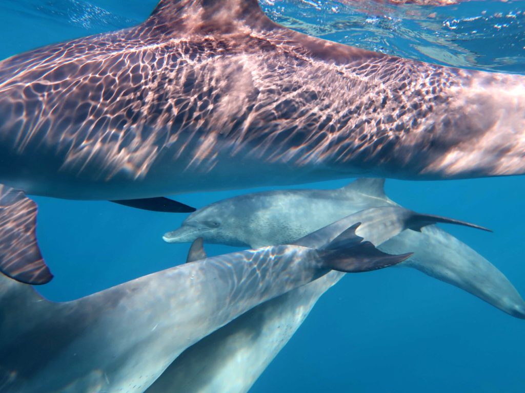 Delfine hatten keine Lust auf Taucher - Blue Water Dive Resort