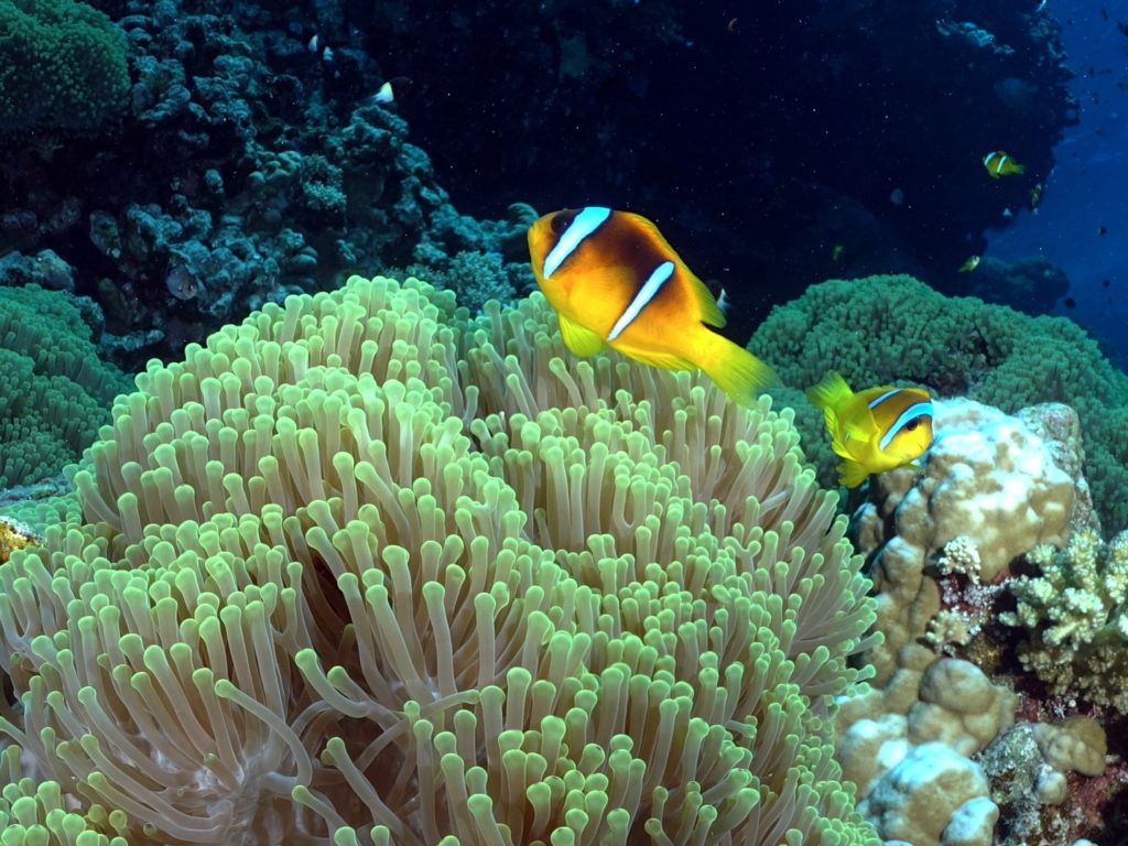 Wir legen uns einfach in die Strömung - Blue Water Dive Resort