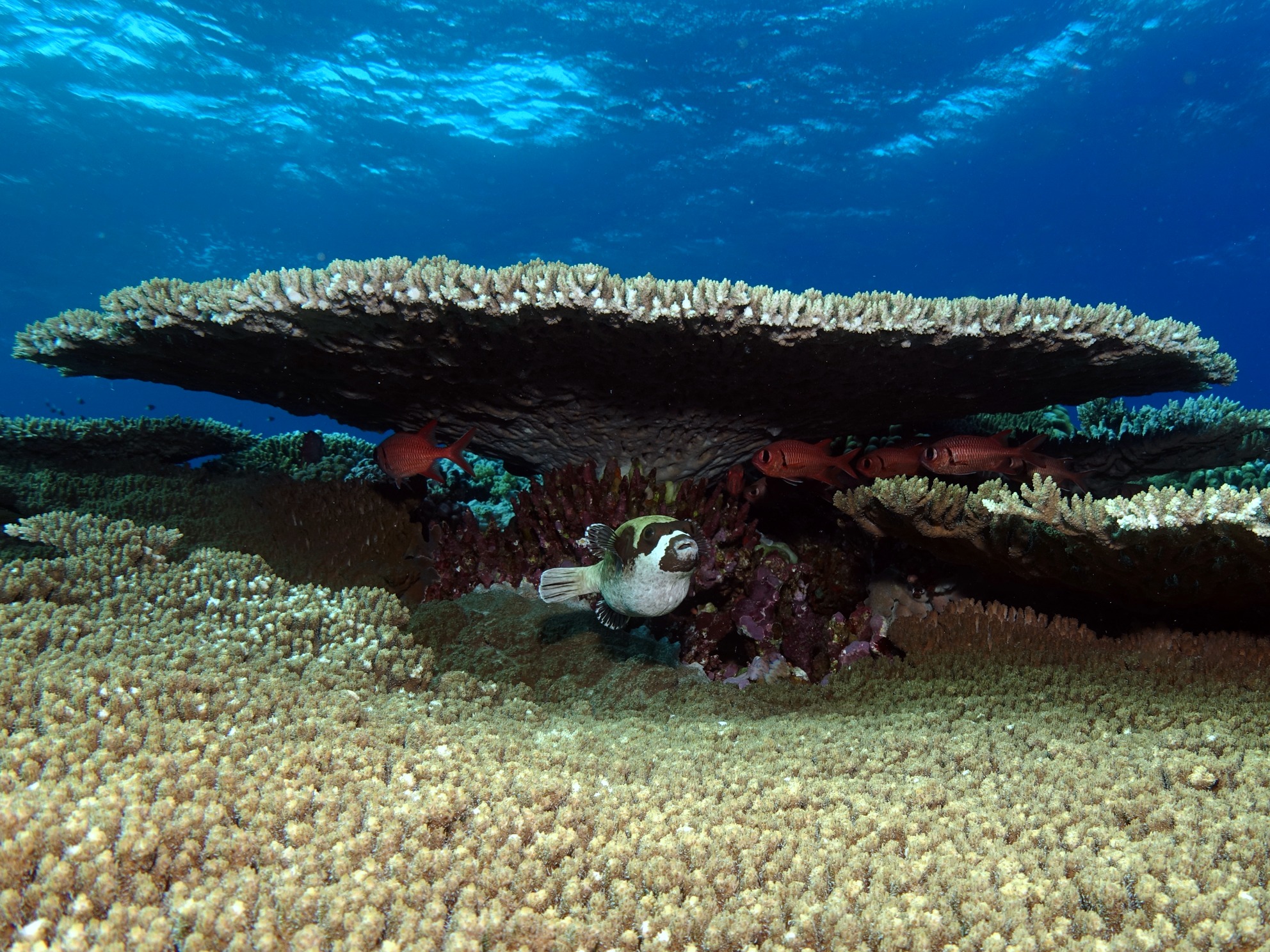 Seltsame Geschöpfe unter Wasser gesichtet - Blue Water Dive Resort