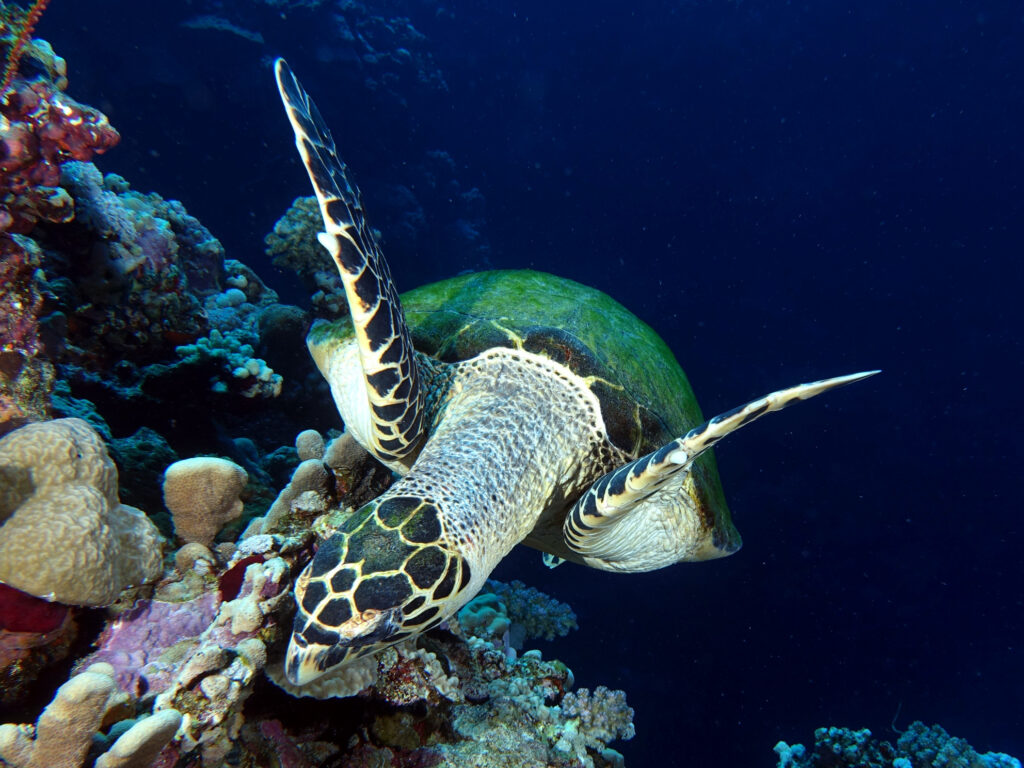 Tägliche Tauchausfahrten - Blue Water Dive Resort