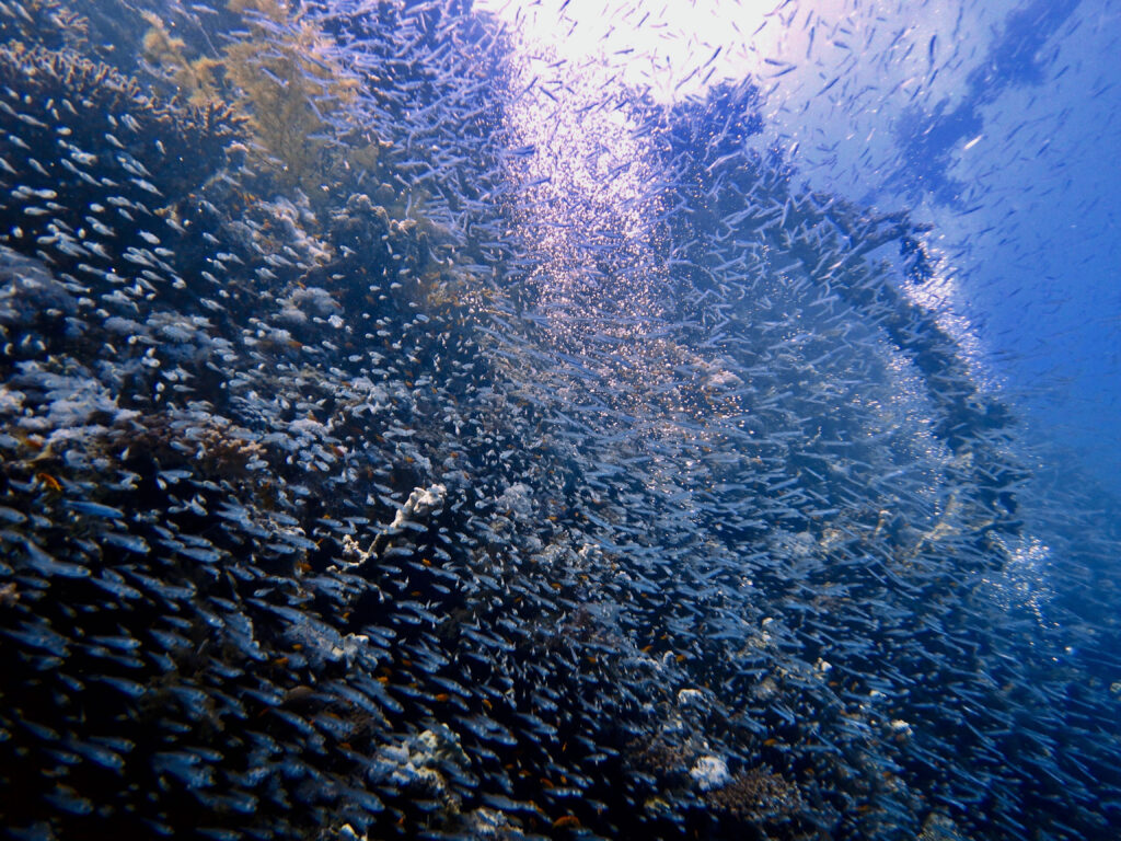 Wracktauchen und Riffe erkunden - Blue Water Dive Resort