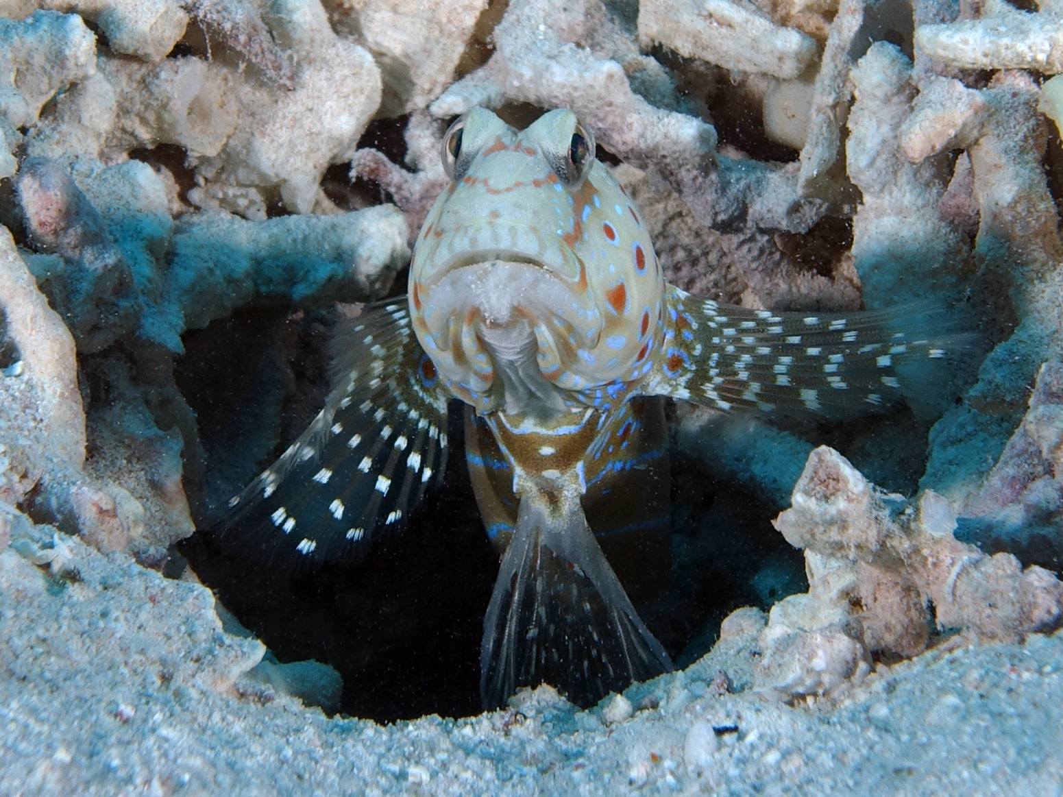 Beste Wetterbedingungen für unsere Schüler - Blue Water Dive Resort