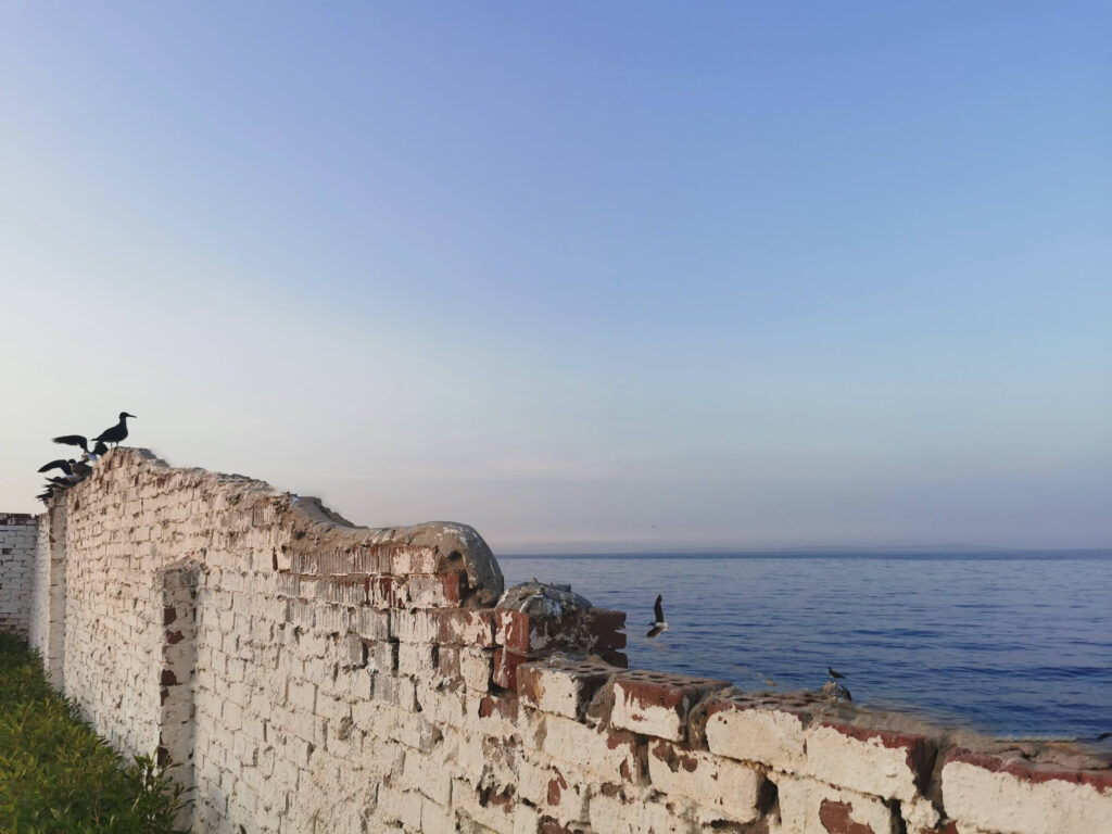 Auch heute vom Roten Meer: Der Rückblick - Blue Water Dive Resort