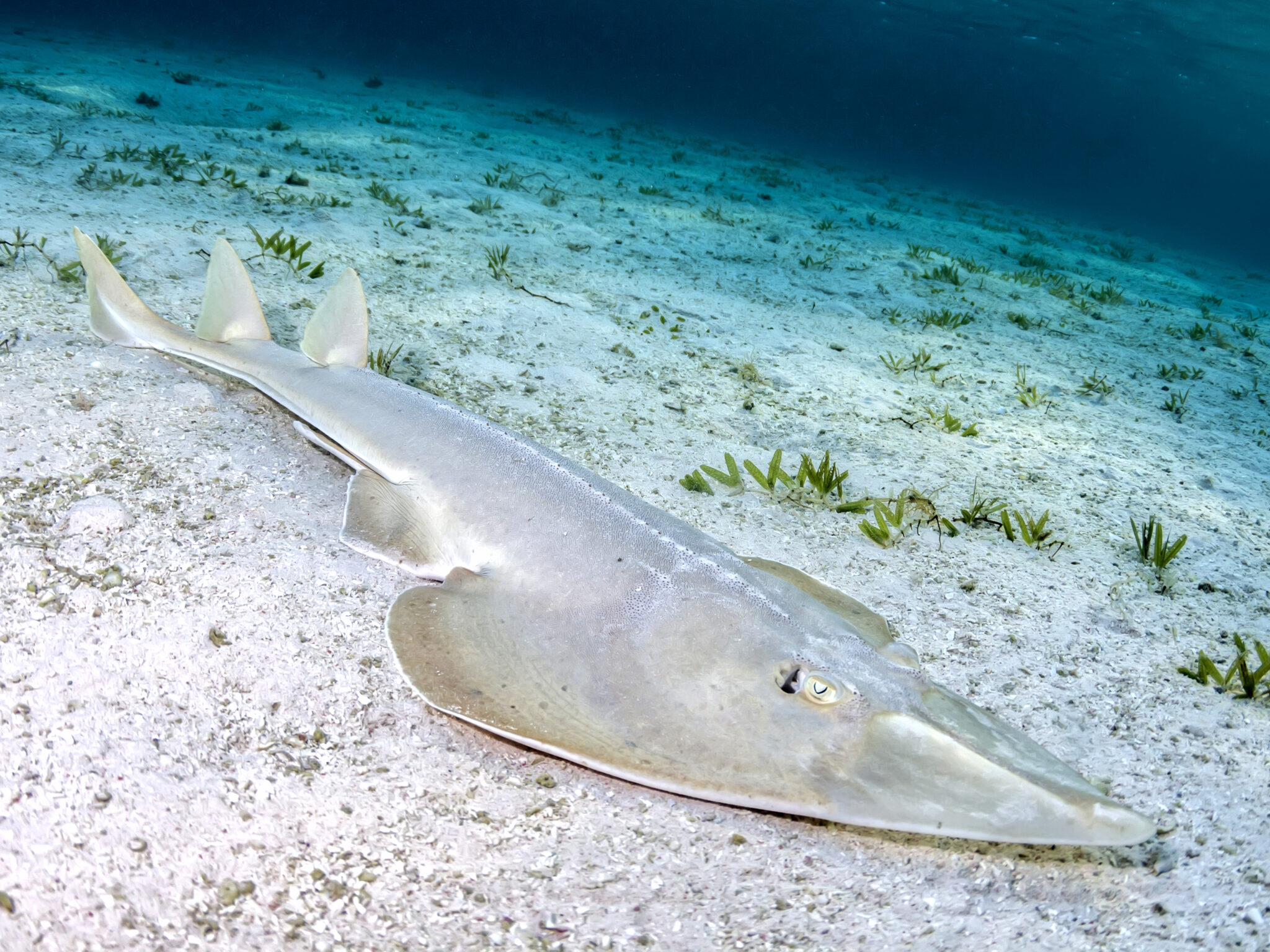 Ein Rochen begeistert alle Taucher - Blue Water Dive Resort