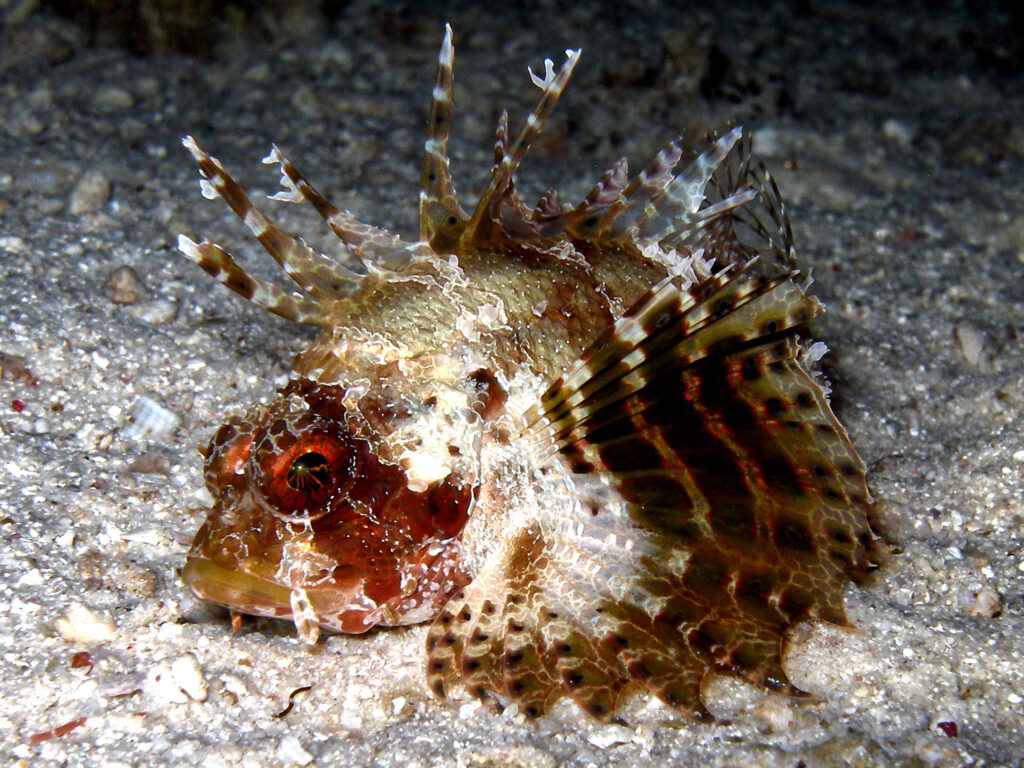 Die Strömung konnte uns nicht foppen - Blue Water Dive Resort