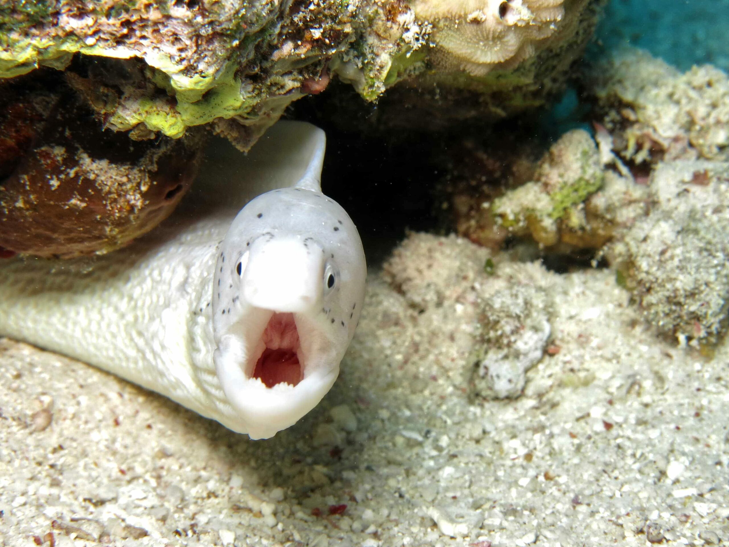 Vom Carless Reef bekommt man nie genug - Blue Water Dive Resort