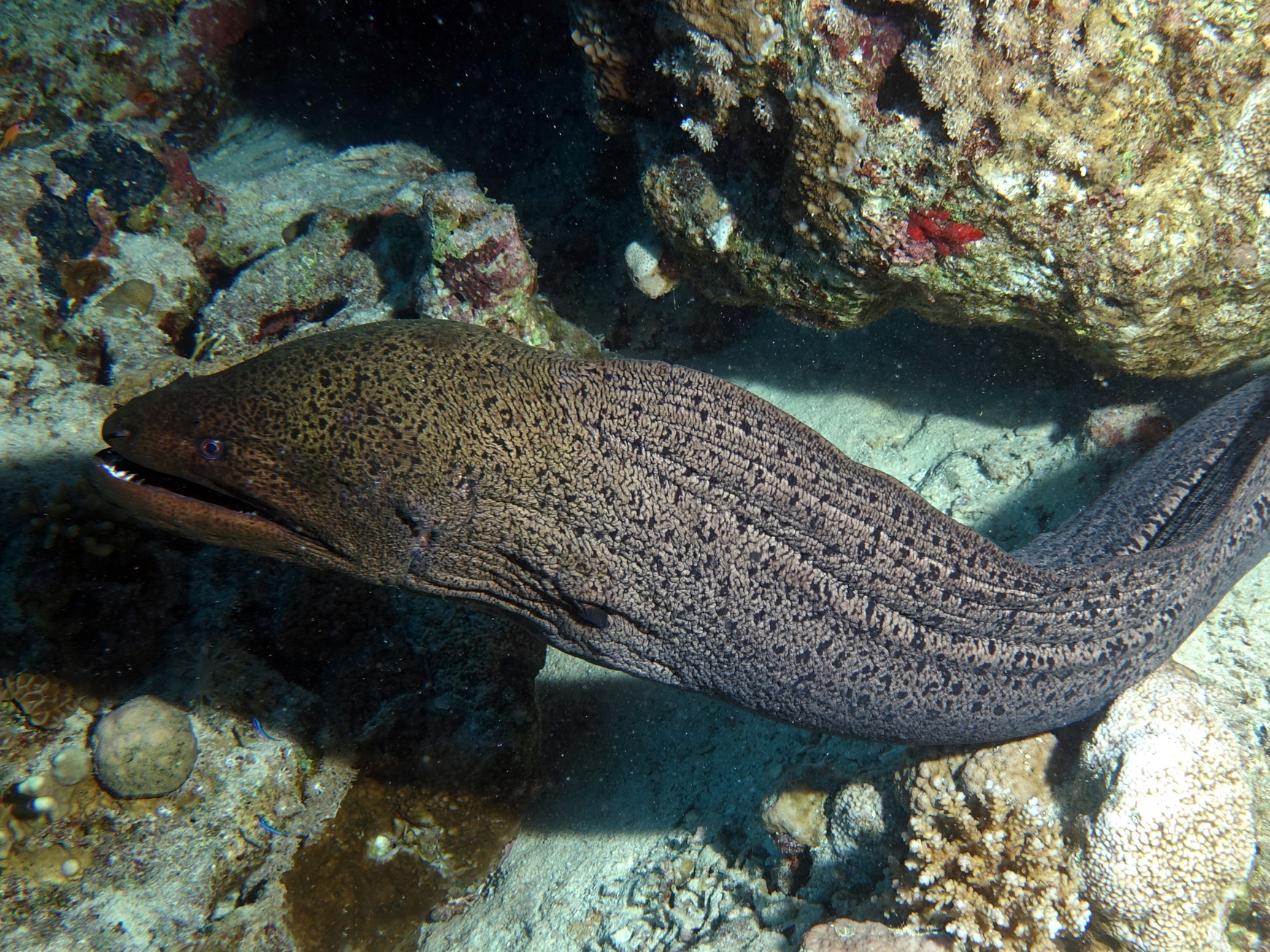 Unter der Oberfläche - Blue Water Dive Resort