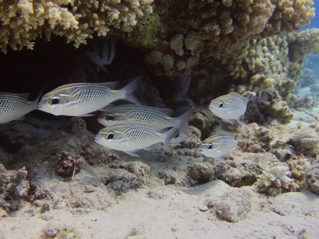 Mit viel Freude am bunten Riff entlang - Blue Water Dive Resort