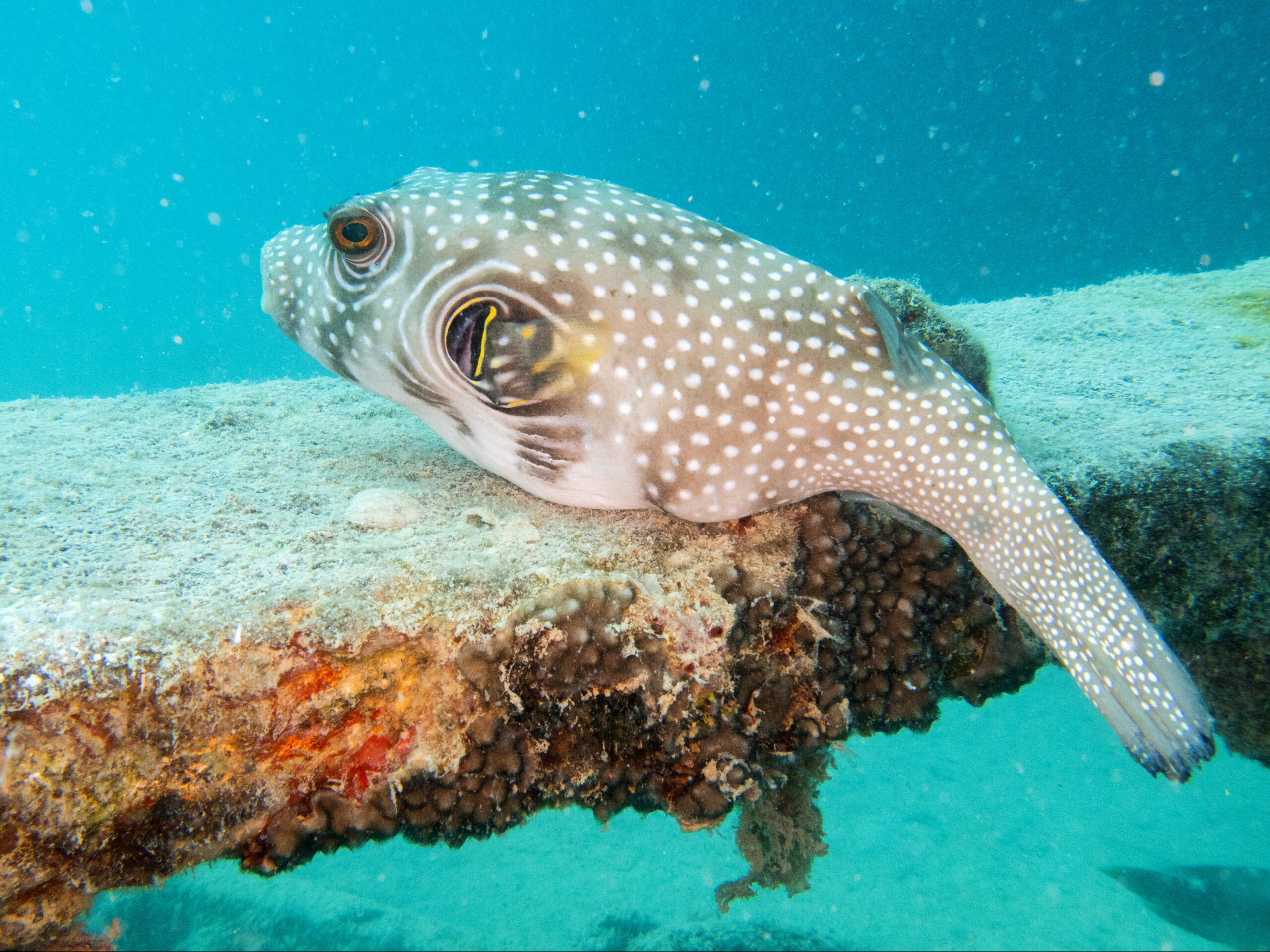 Abenteuertauchgänge bei der Minisafari - Blue Water Dive Resort
