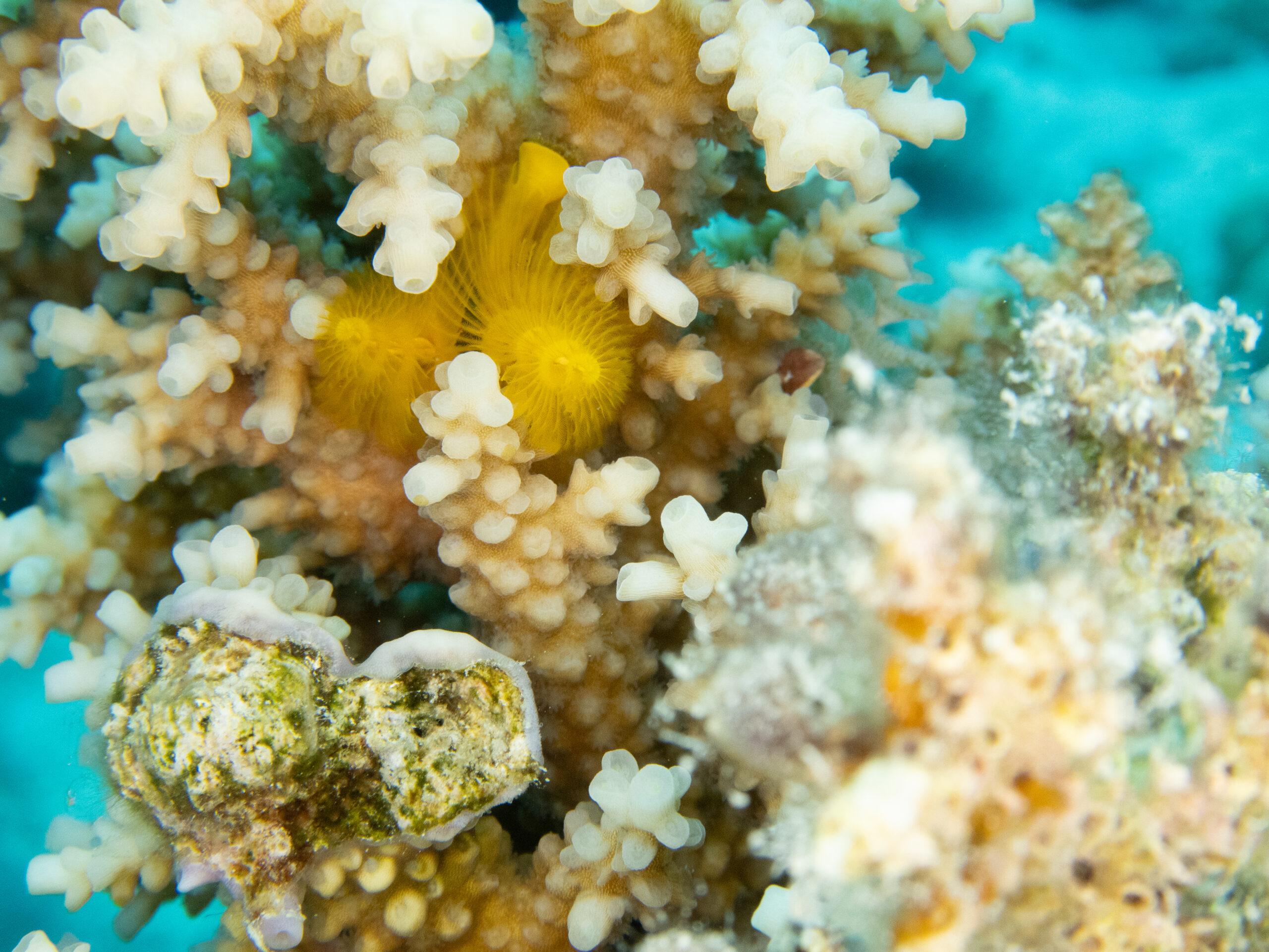 Zurück nach einer Nacht auf dem Meer - Blue Water Dive Resort
