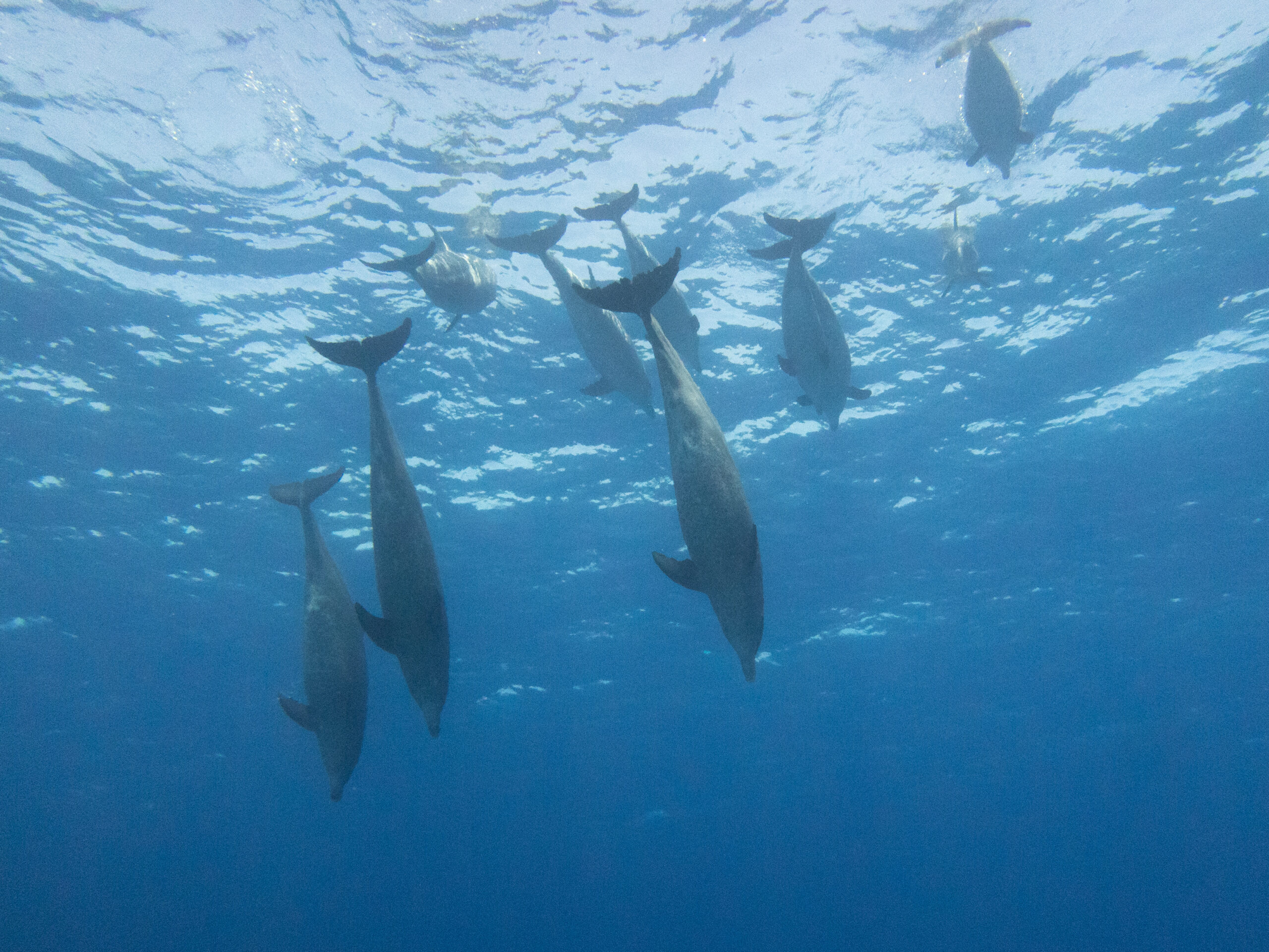 Alles was das Herz begehrt - Blue Water Dive Resort