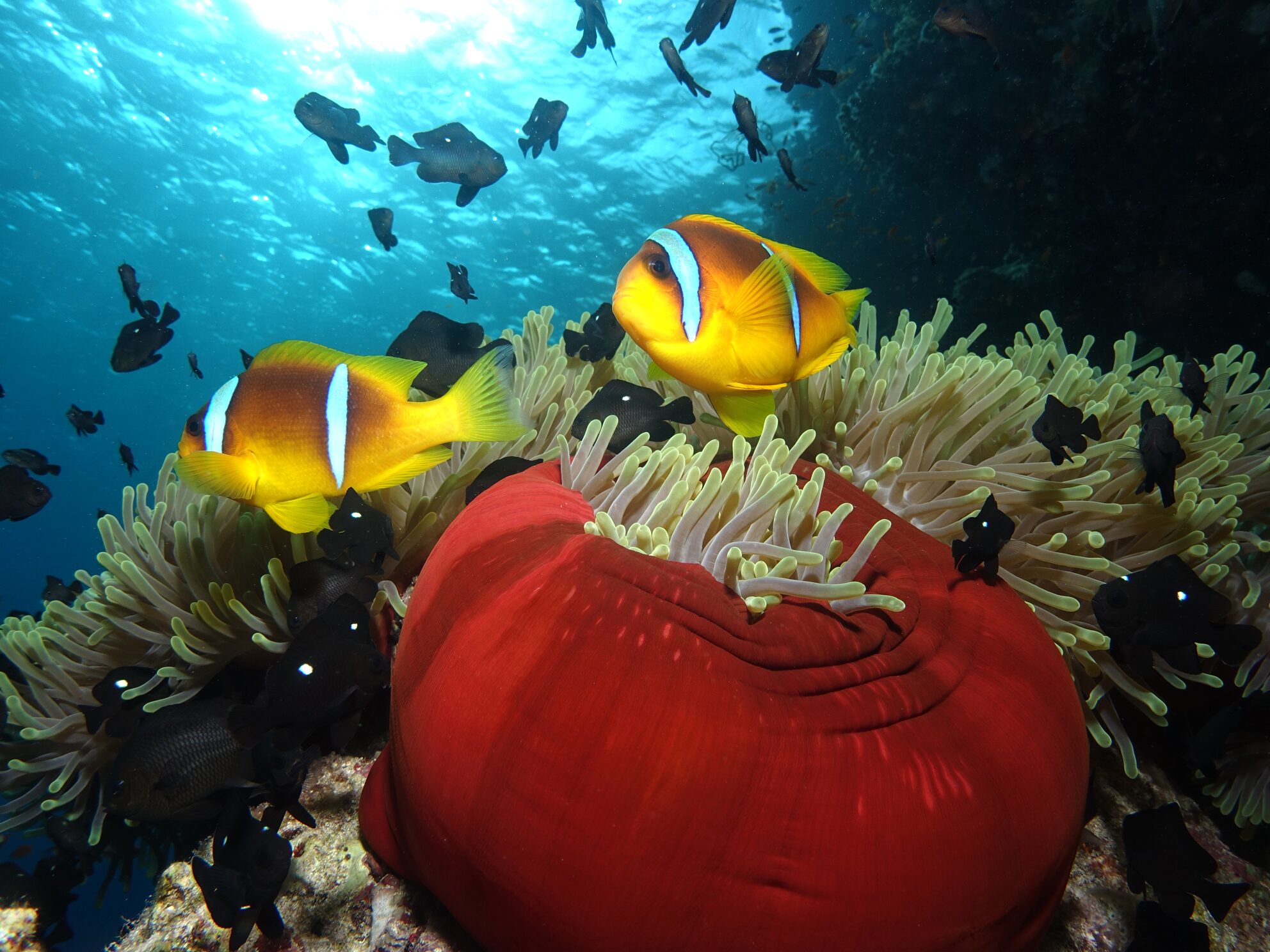 Tauchparadies, Entdeckungen und Erlebnisse - Blue Water Dive Resort