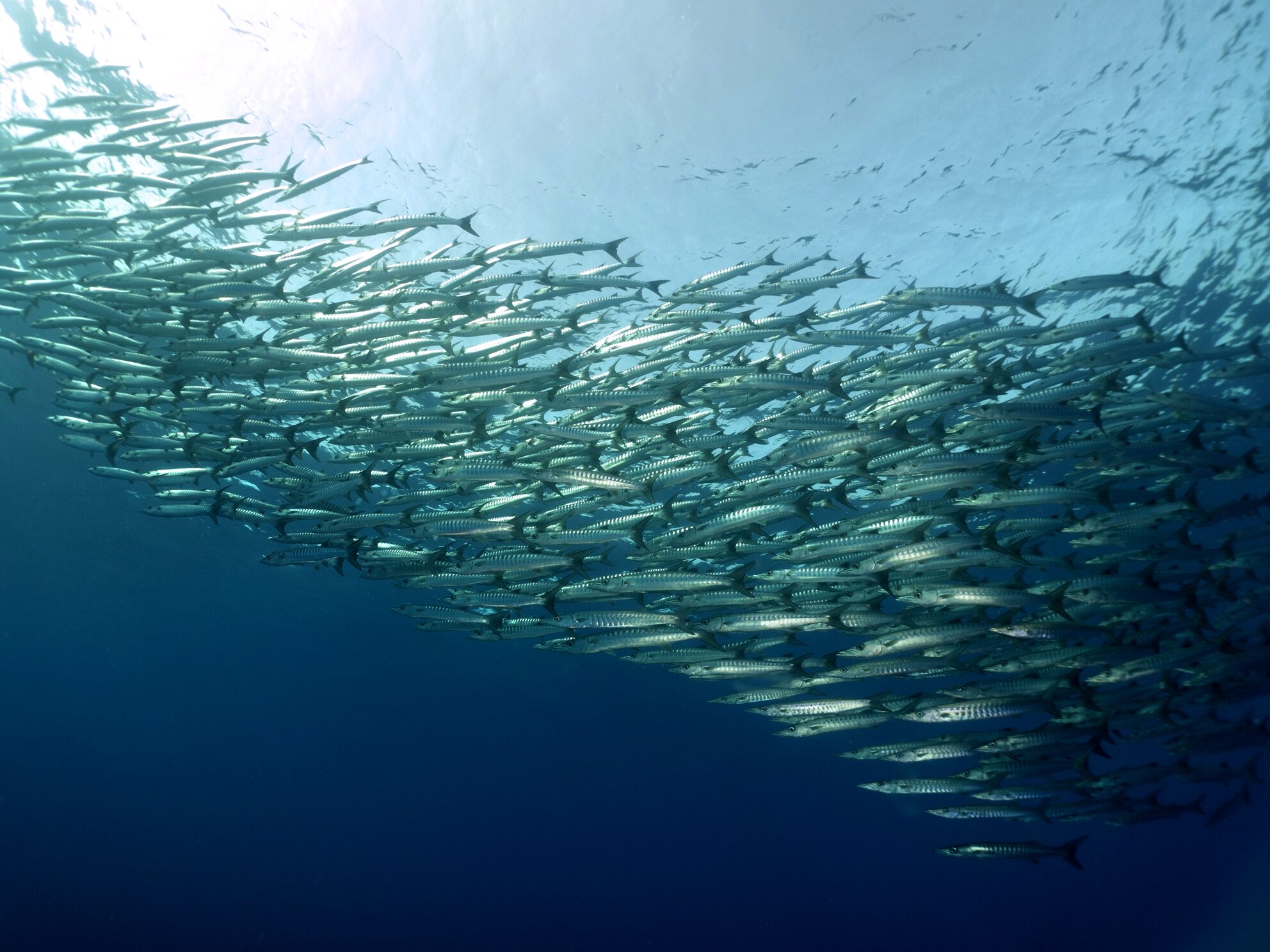 Blau, die Farbe der Seele - Blue Water Dive Resort