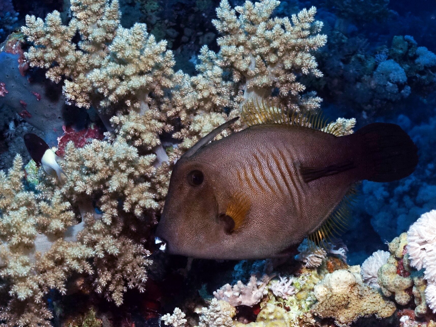 Zwischen Fischschwärmen und Korallenträumen - Blue Water Dive Resort