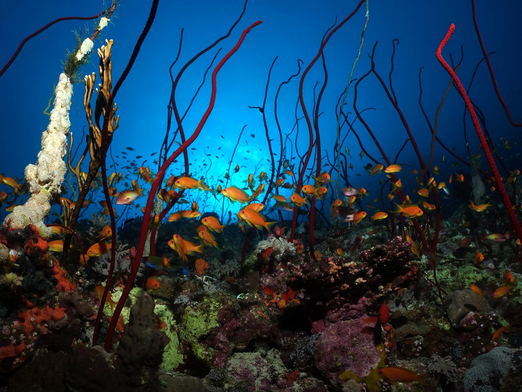 Blaue Wunder erleben - Blue Water Dive Resort