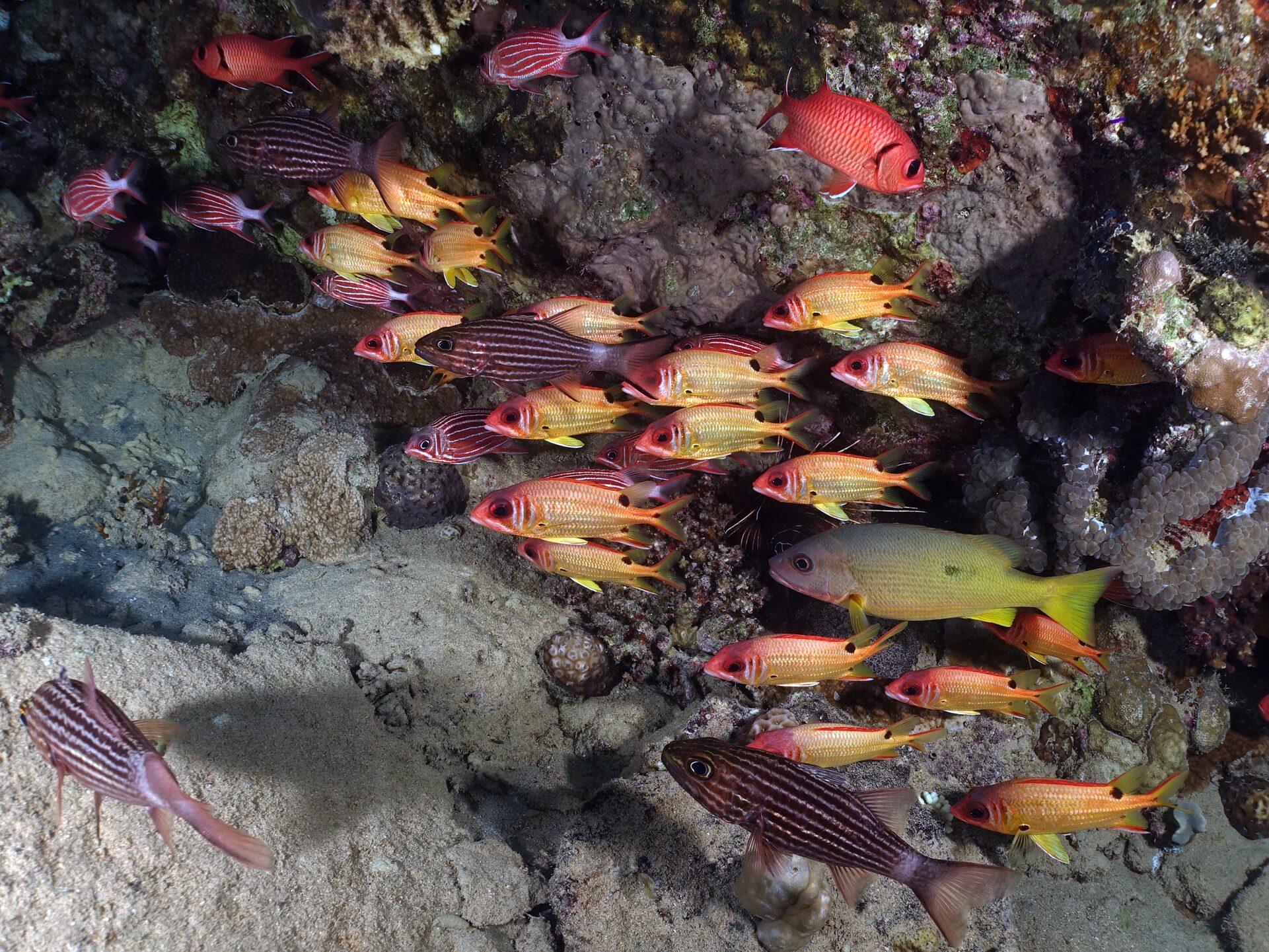 Willkommen am Samstag im Unterwasserparadies - Blue Water Dive Resort