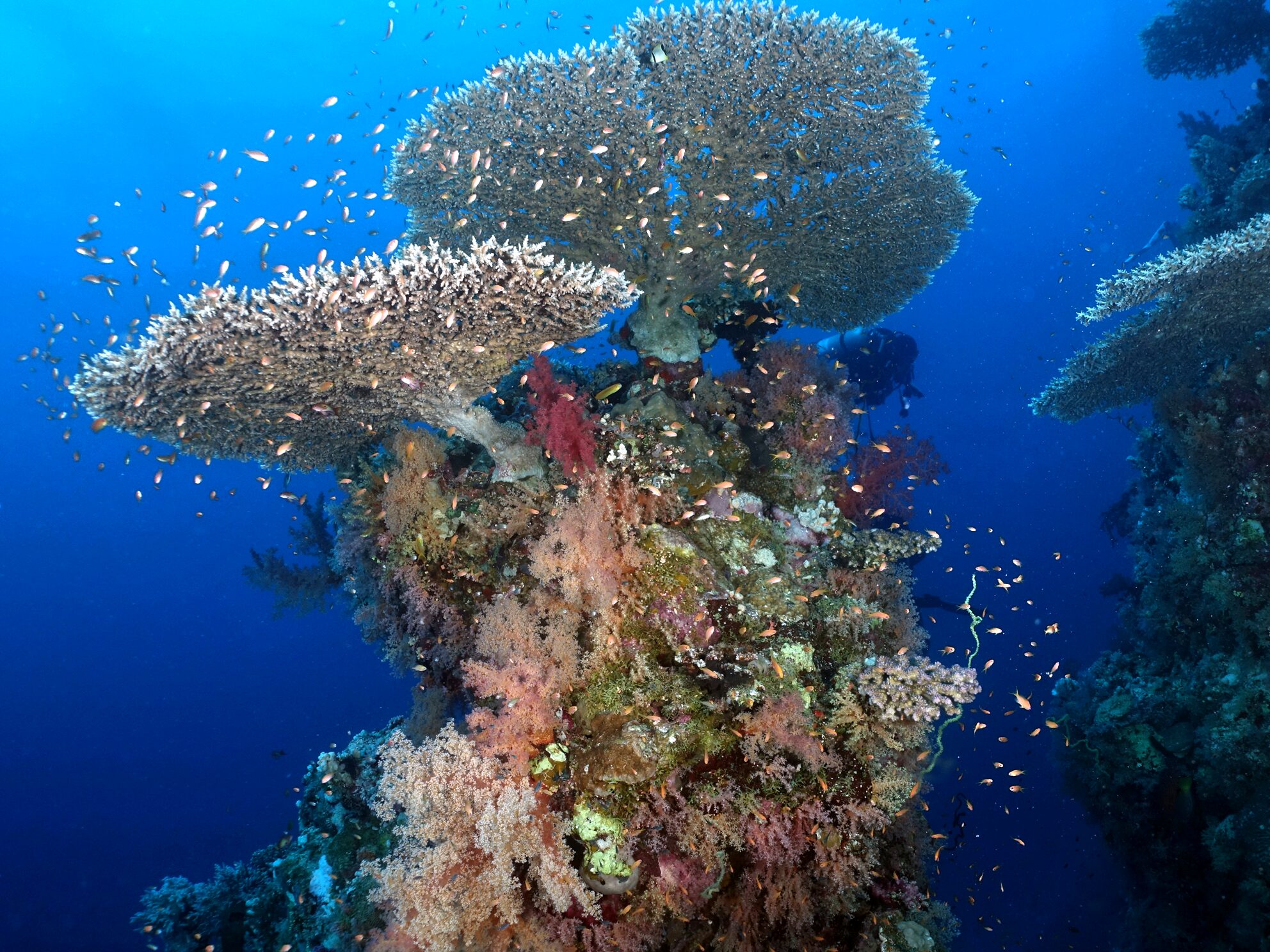 Pfingstsonntag unter Wasser - Blue Water Dive Resort