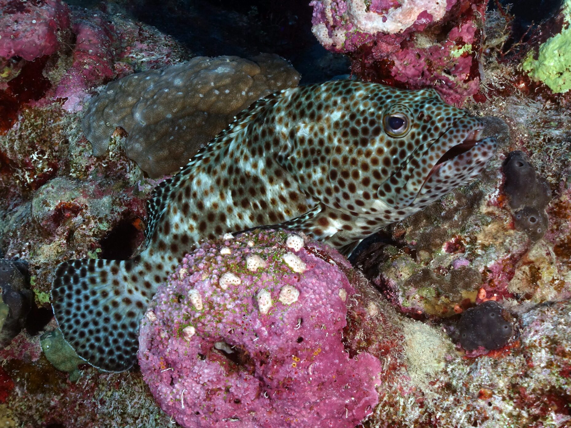 Ein schöner Drift und ein spannender Kurs - Blue Water Dive Resort