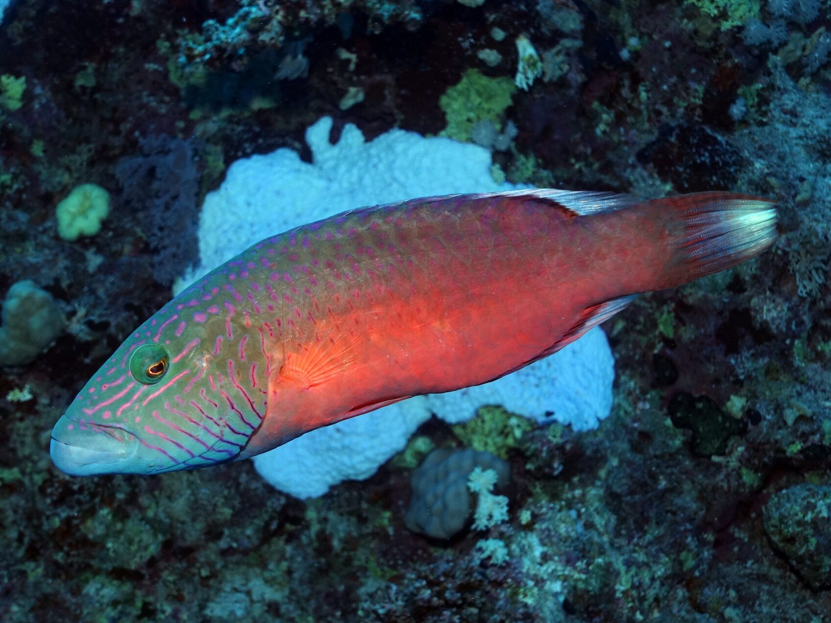 Tauchvergnügen kurz vor dem Wochenende - Blue Water Dive Resort