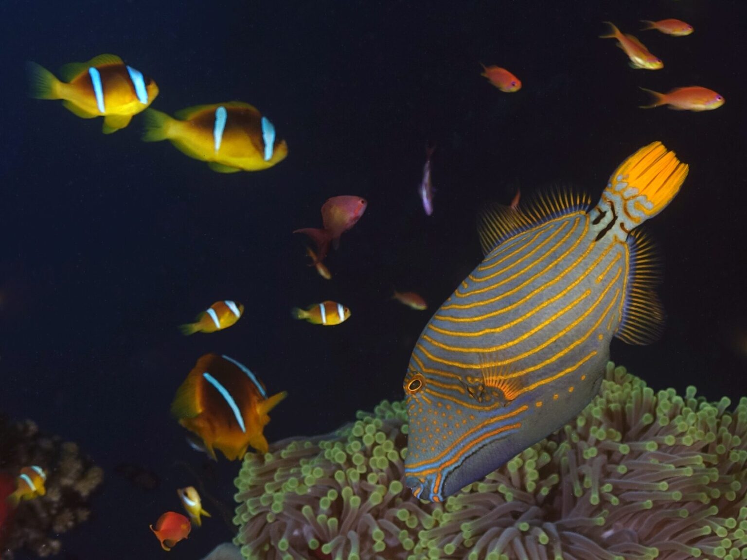 Barsche Archive - Blue Water Dive Resort