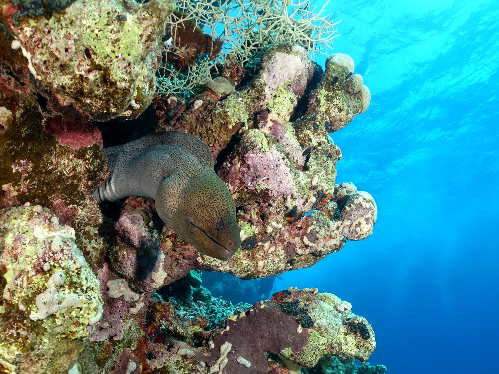 Das Abenteuer des Wracktauchens - Blue Water Dive Resort