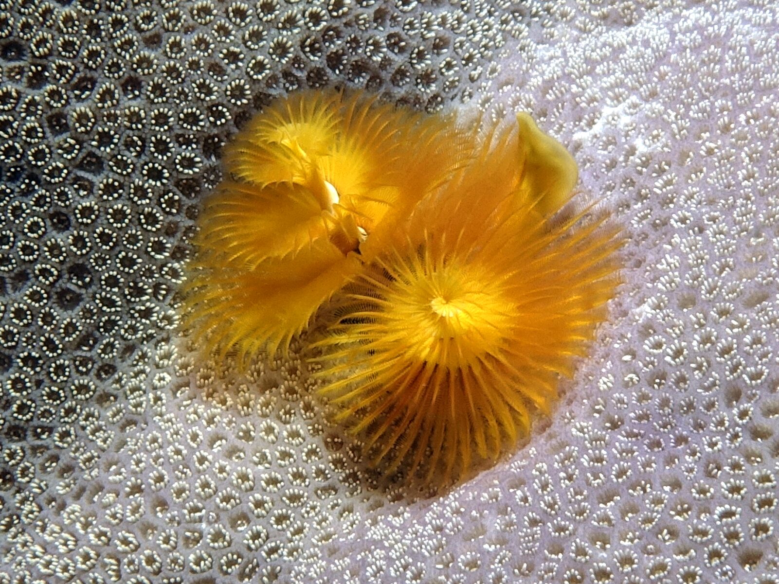 Ein Tag zum Abtauchen - Flosse drauf! - Blue Water Dive Resort