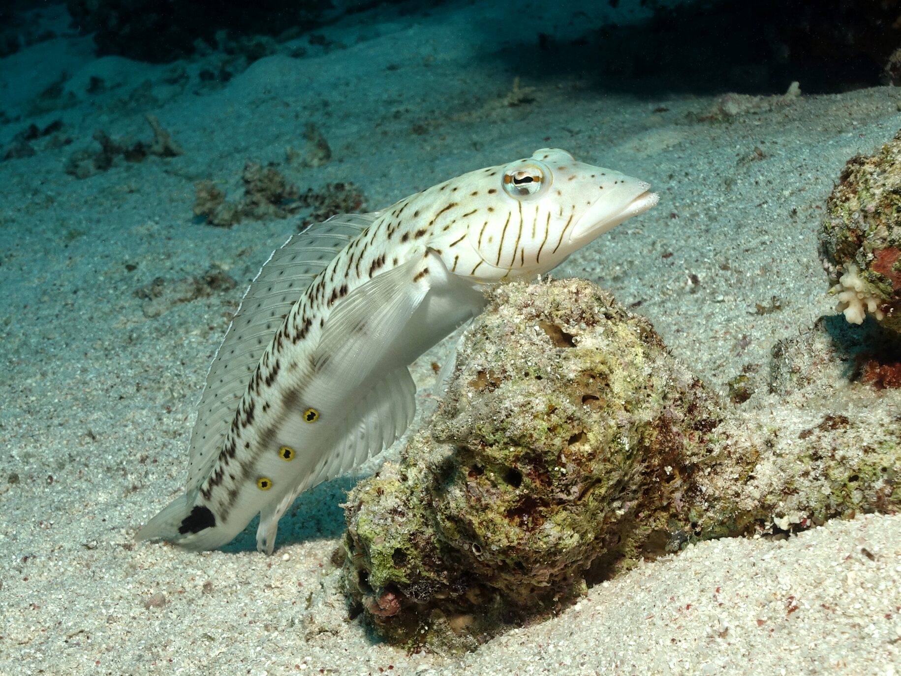Bis zum Meeresgrund und zurück - Blue Water Dive Resort