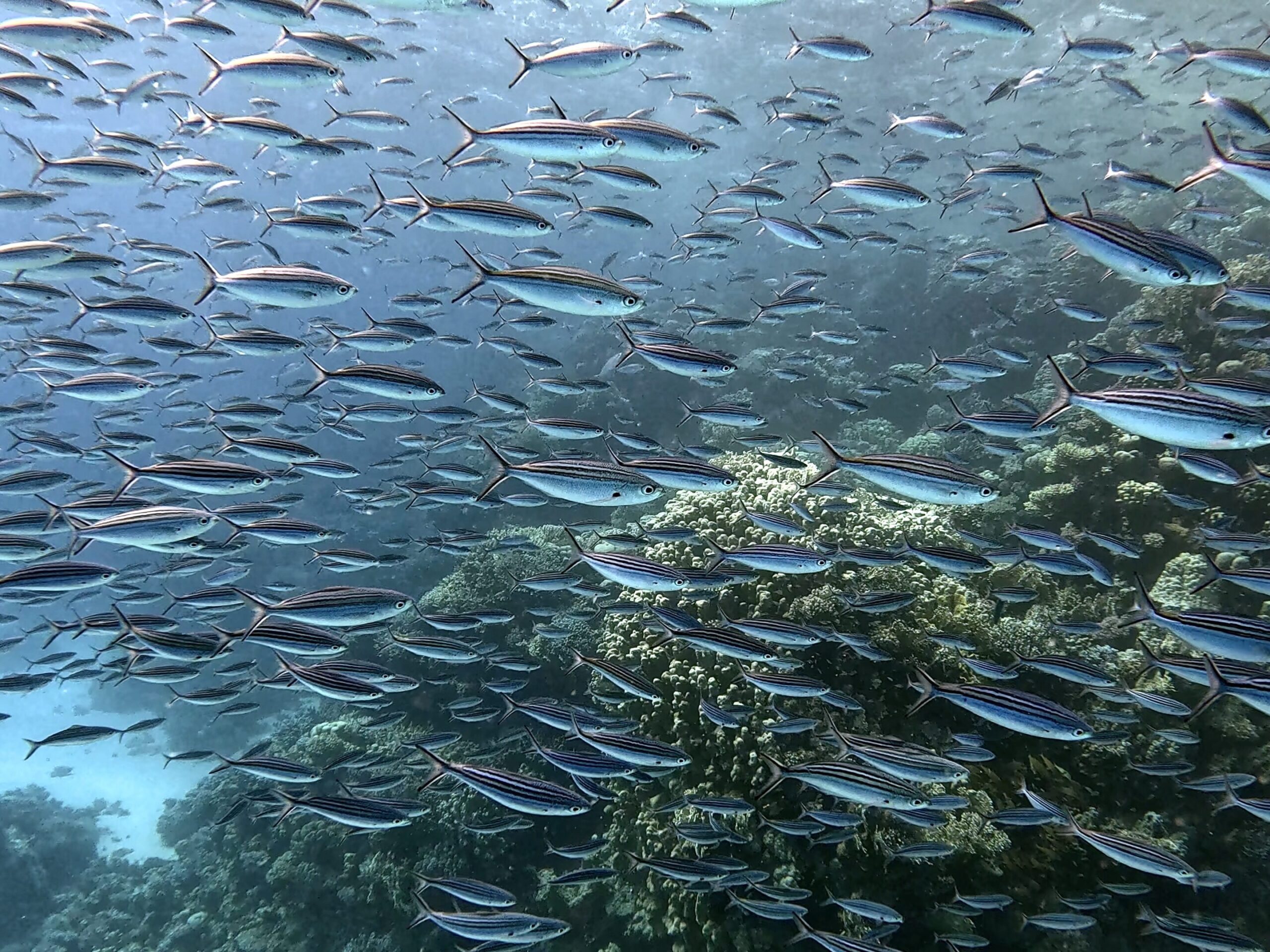 Am Riff war heute mächtig was geboten - Blue Water Dive Resort