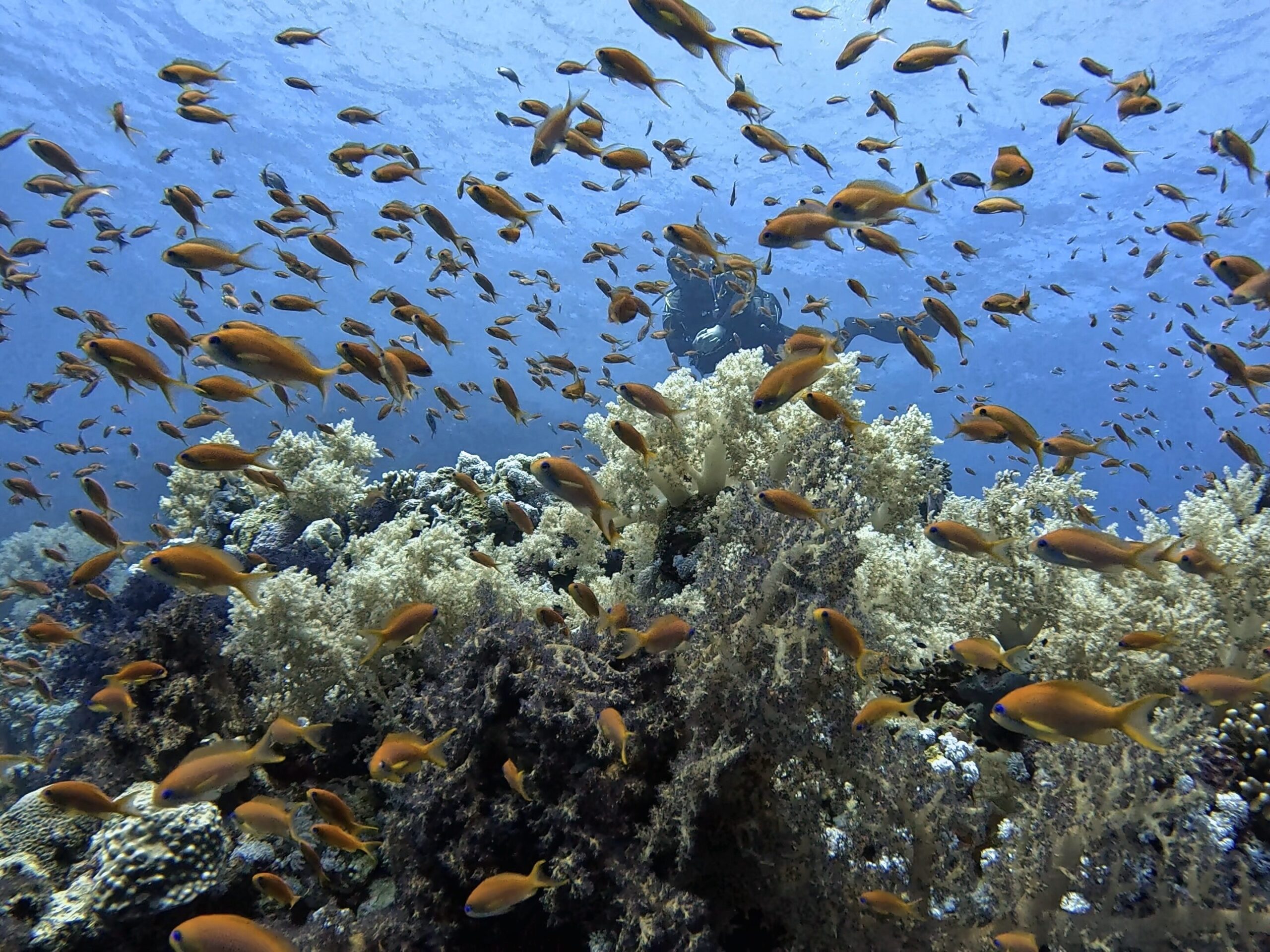 Wir freuten uns aufs bunte Korallenmeer - Blue Water Dive Resort
