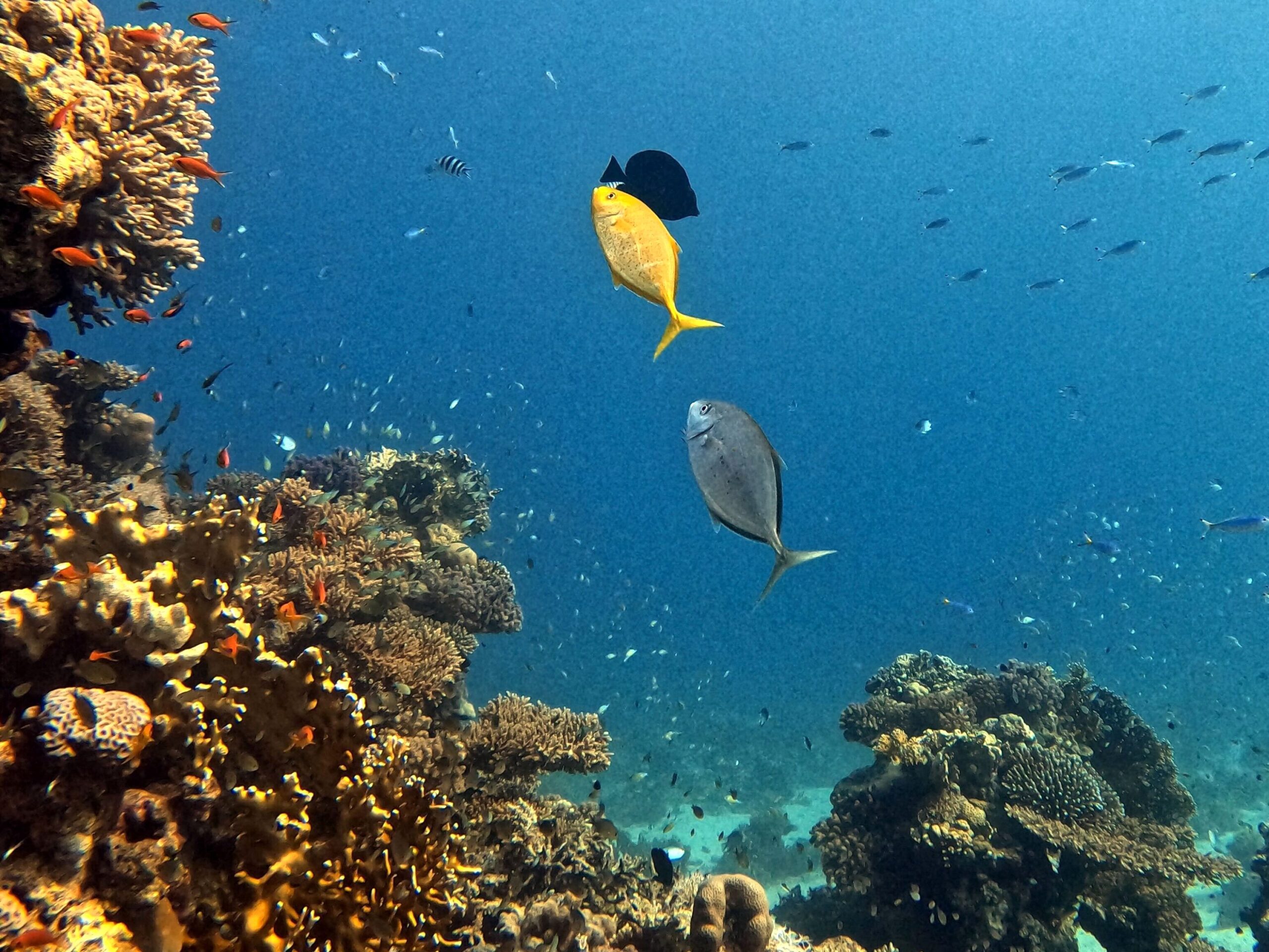 Wracktauchgänge und bunte Fische am Riff - Blue Water Dive Resort